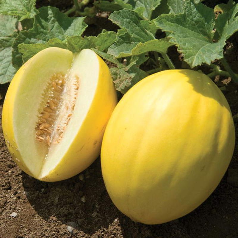 You can buy Melon seeds «Golden» in the online store GARDENseeds