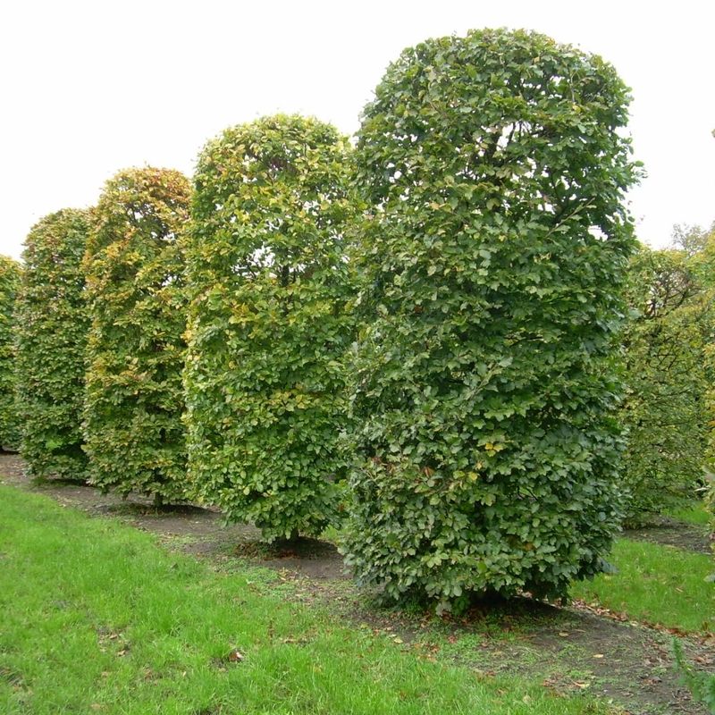 You can buy Beech european seeds in the online store GARDENseeds